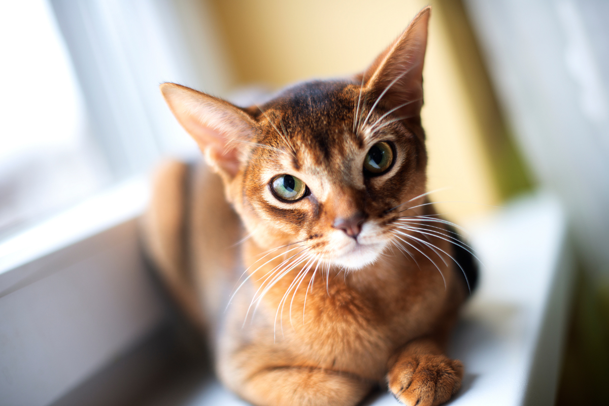 Abyssinian cat’s intense green-eyed stare is hypnotizing everyone