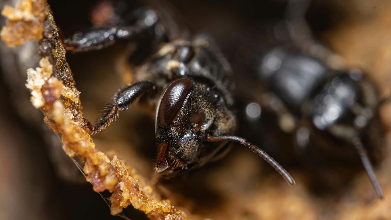 Stingless bees in Amazon rainforests become first insects to get legal ...