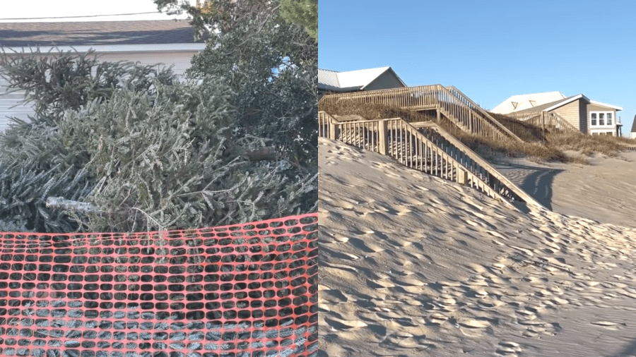Christmas trees repurposed for dunes restoration in Surf City