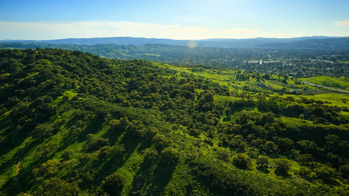 Colline ondulate e foreste verdi rigogliose