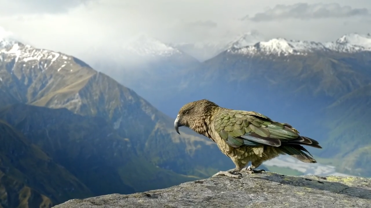 Nature’s frontline: The Kiwi predators hunting down invasive species
