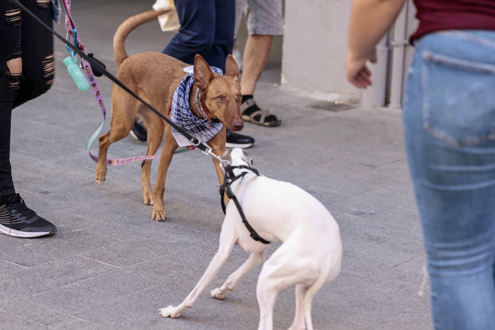 La Nochevieja y el perjudicial efecto de los petardos en algunos animales