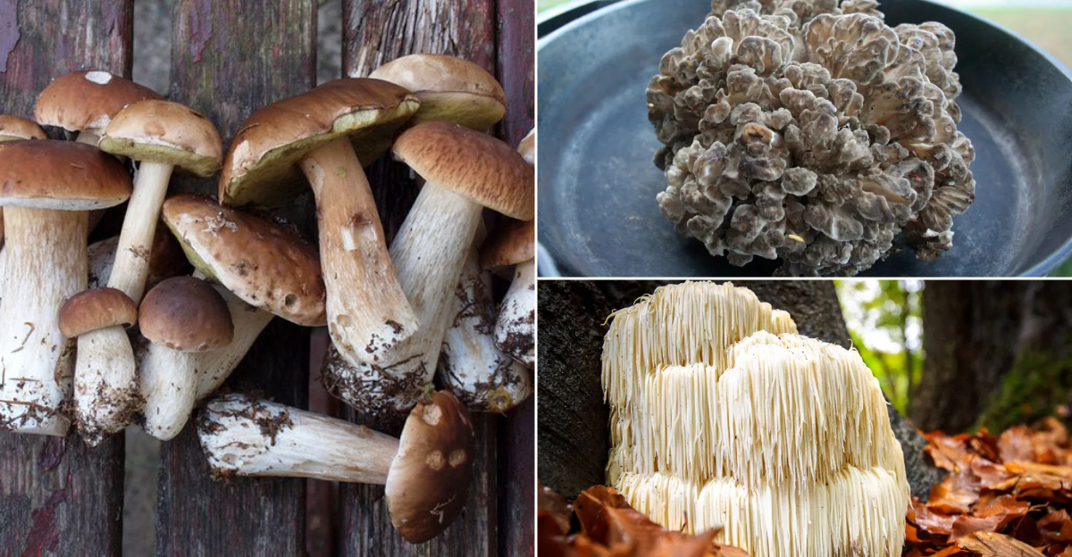 10 types of rare mushrooms and how they are used in cooking