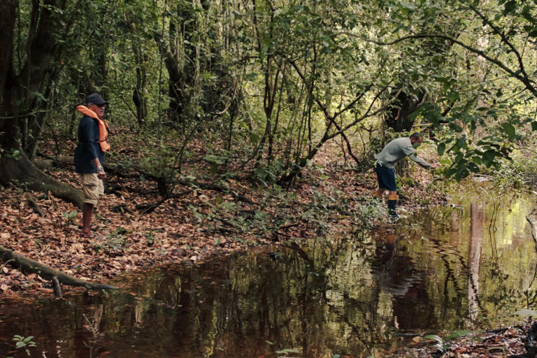 Fish deformities expose ‘collapse’ of Xingu River’s pulse after ...