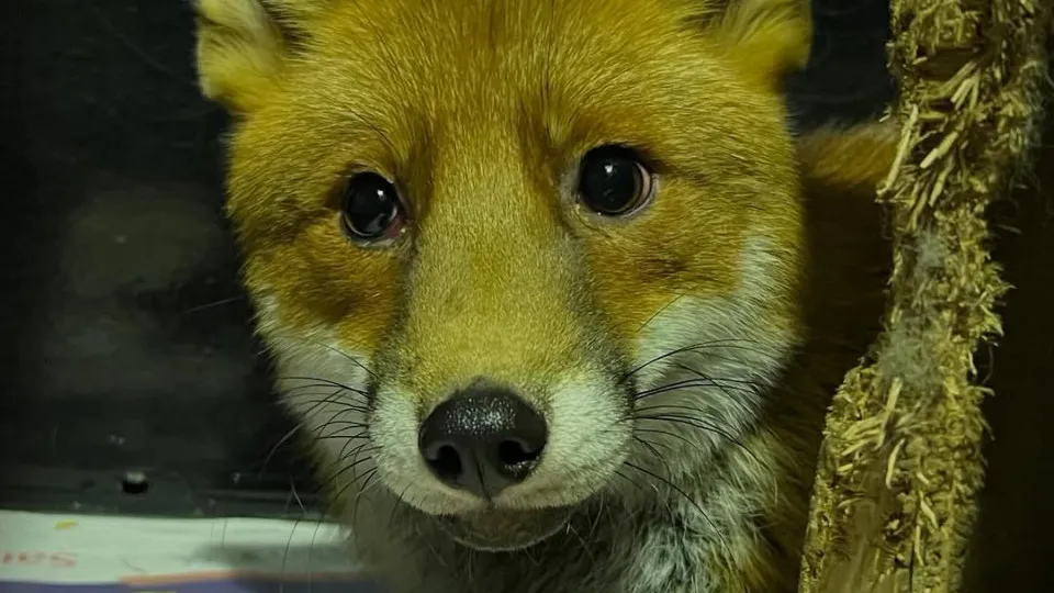 Raposa resgatada após queda de 7,5 m para tanque de água em Kent. Veja