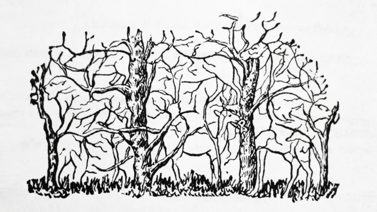 Optical illusion: The first animal you spot isn’t a personality test ...