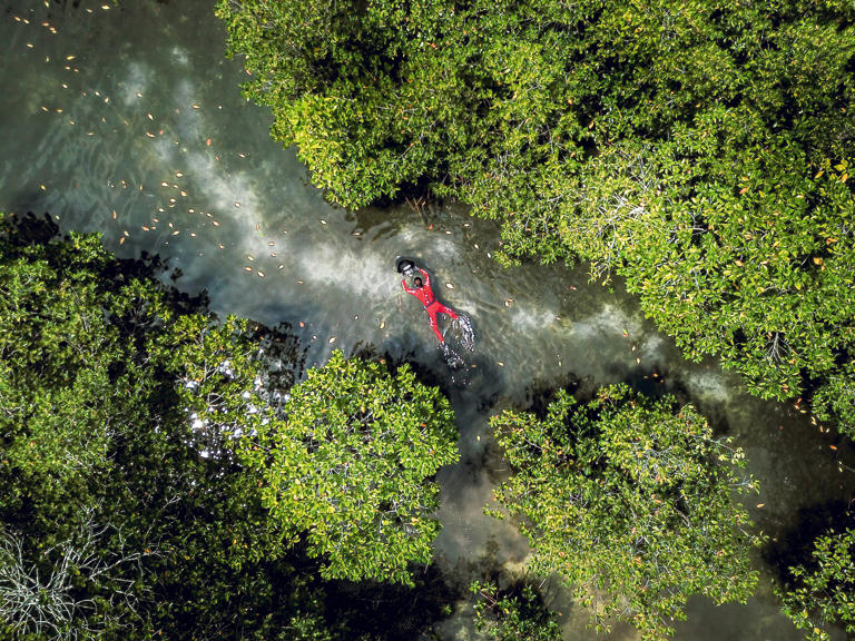 EN IMAGES - Laurent Ballesta, plongeur et photographe des fonds marins ...