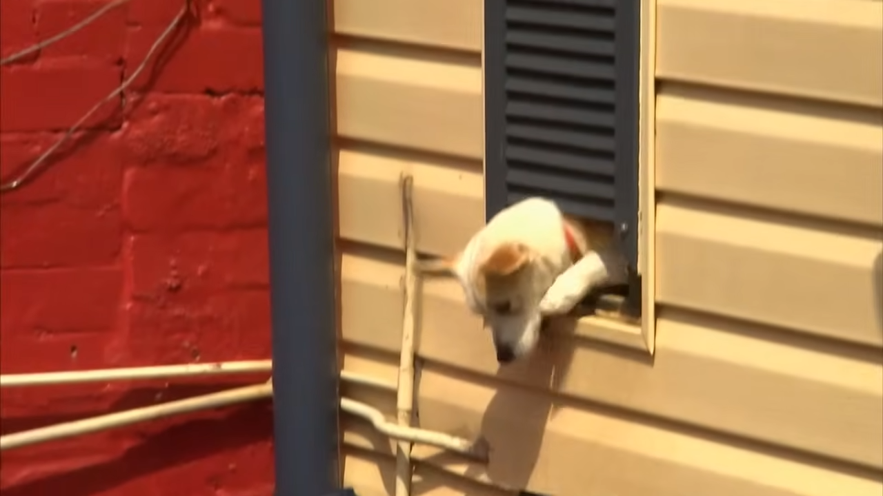 What happens when Dr Chris lets a dog hump his arm... "In the pursuit ...