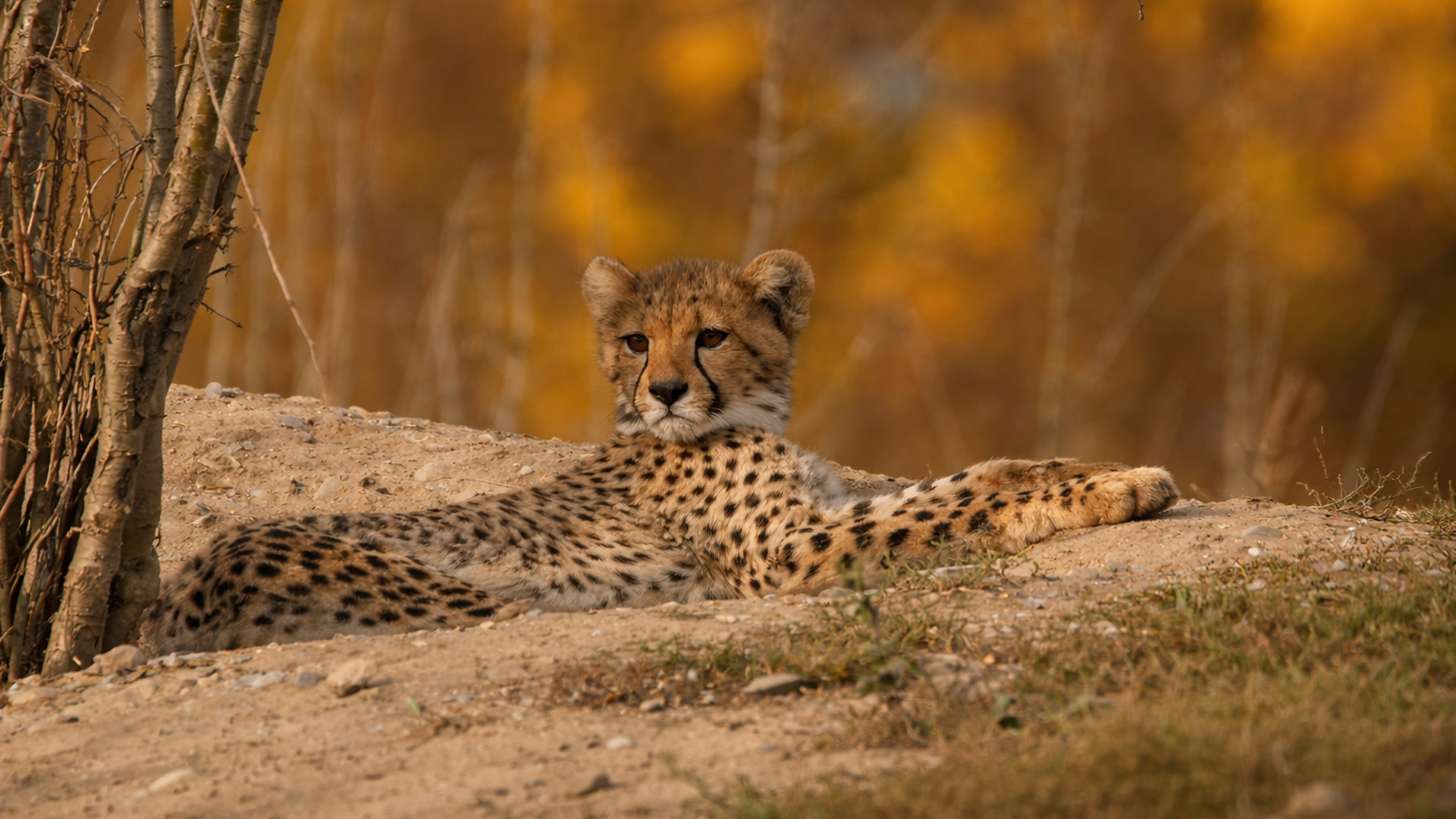 Curious eyes of a young cheetah