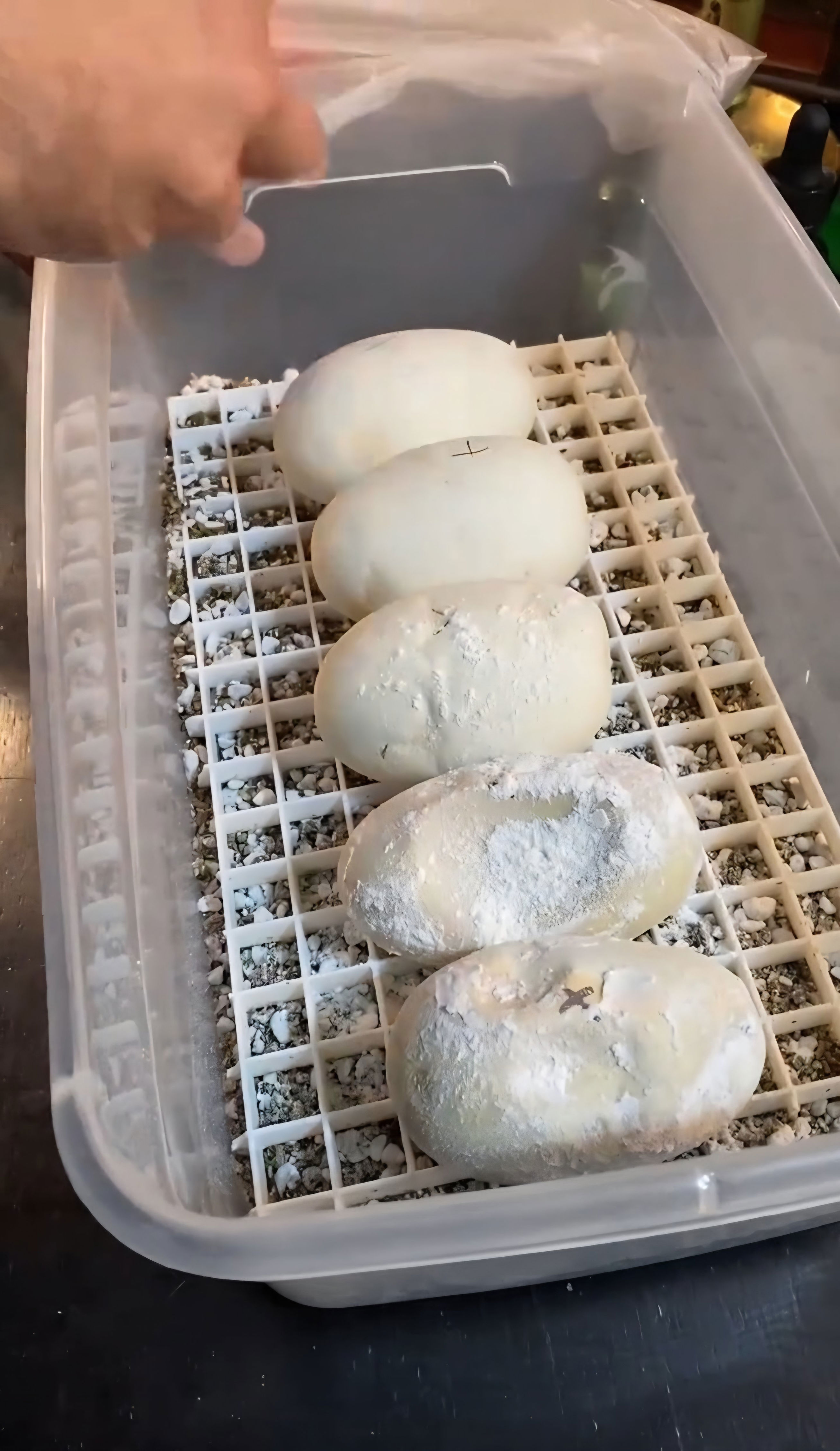 A good sign the eggs are going bad