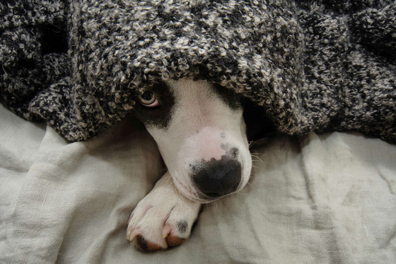 Commentary: For animals’ sake, let’s not start the new year with a bang ...