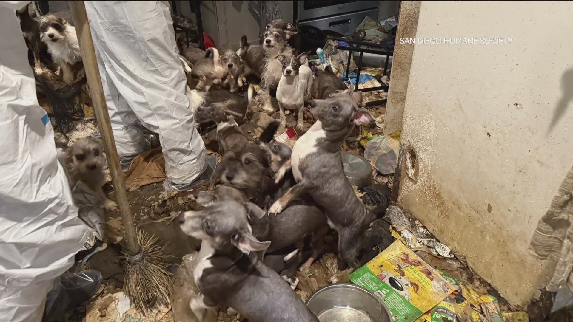 La Mesa welfare check rescues 40 dogs amid dire conditions as Humane ...