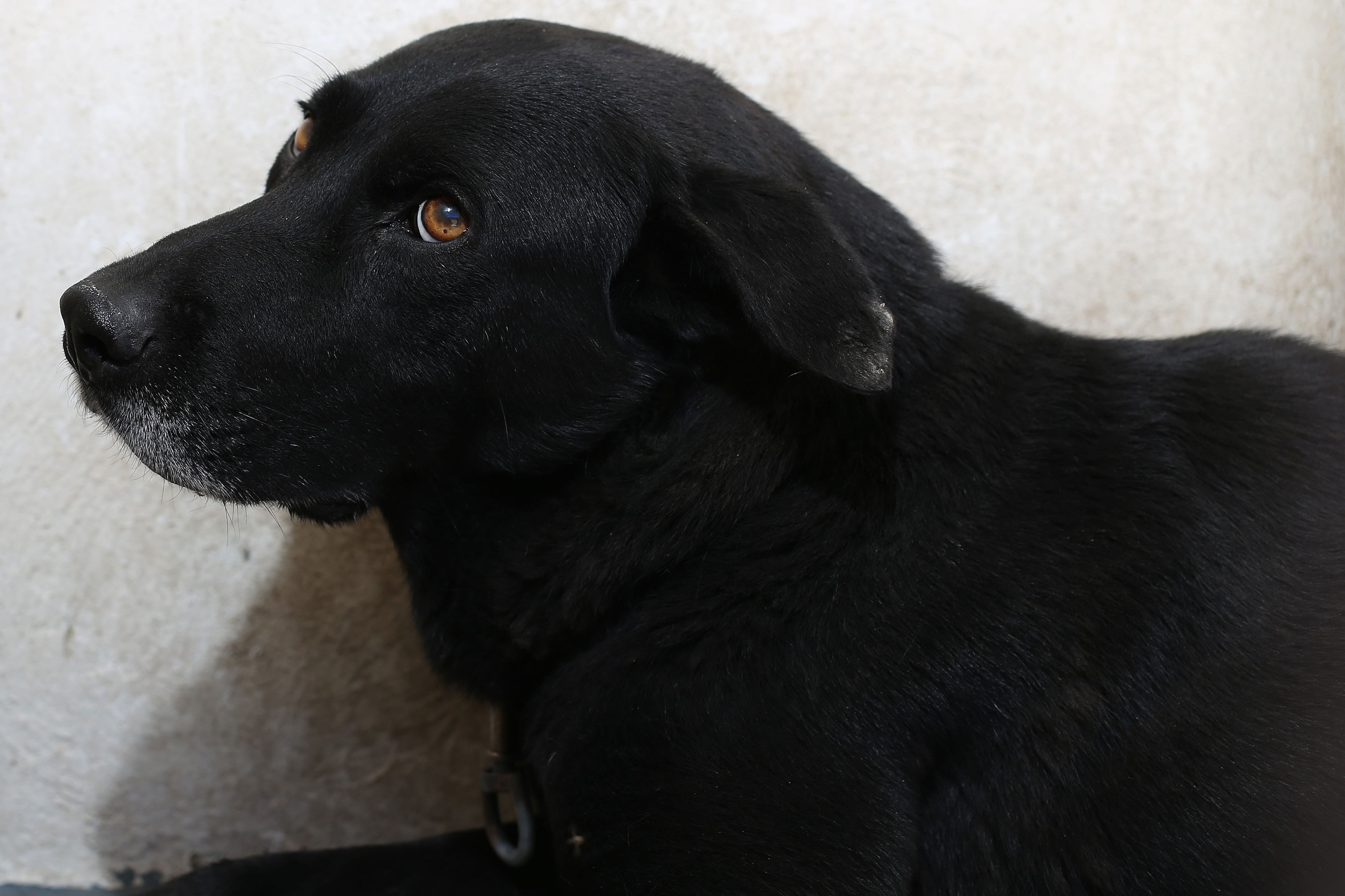 Investigan maltrato animal por video viral donde una persona le echa el ...