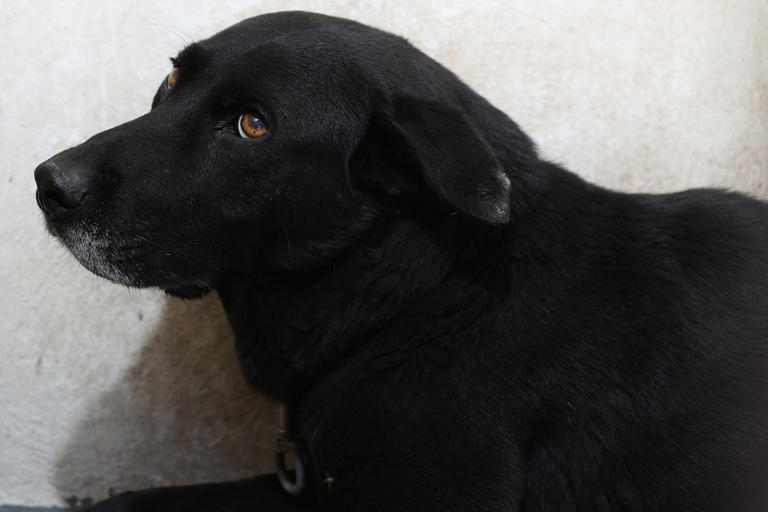 Hallan restos de al menos 14 perros enterrados en el predio del Refugio ...