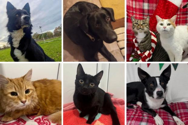 8 adorable rescue animals spending New Year at the shelter