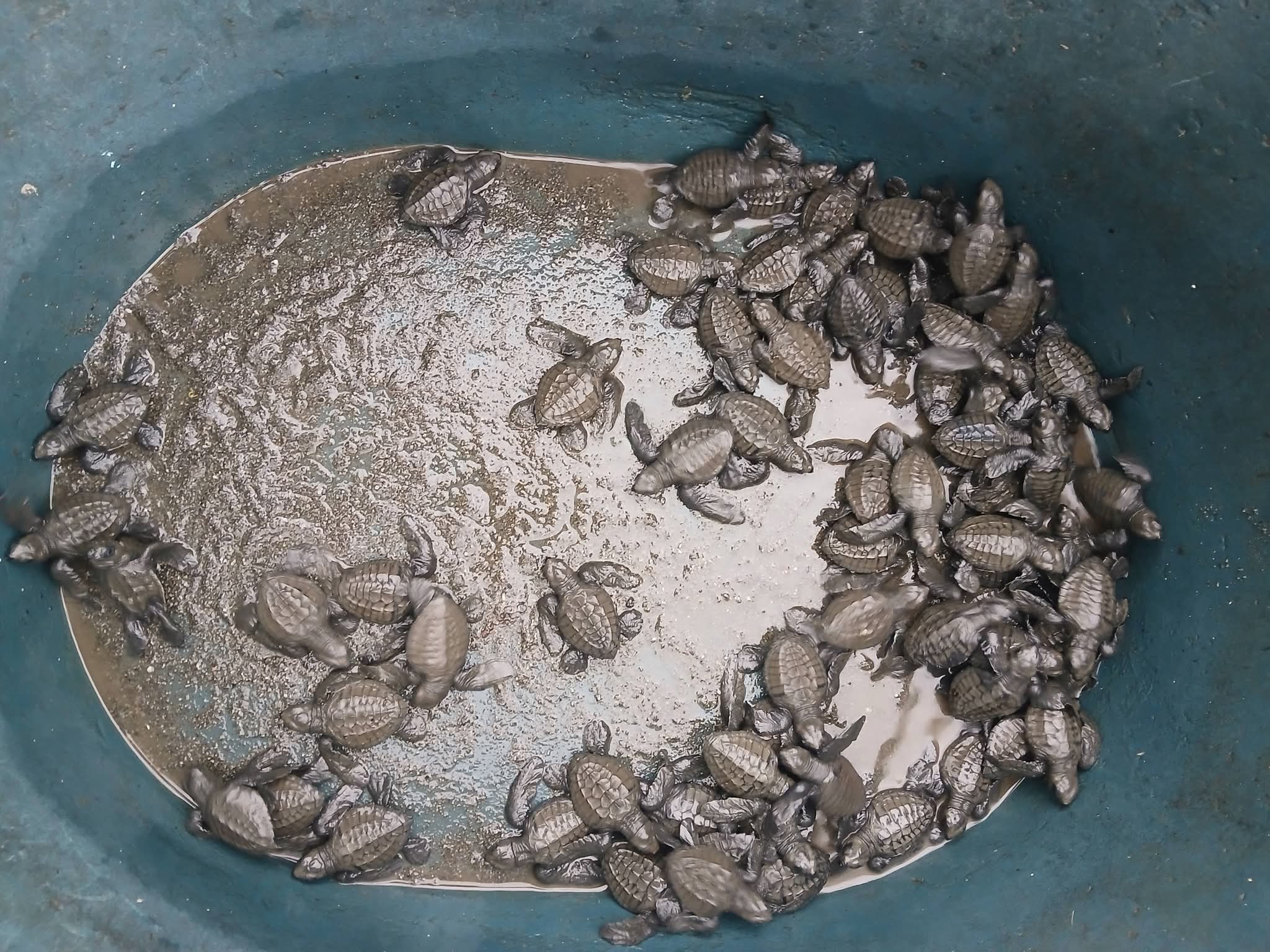 Fisherfolk discover 81 pawikan hatchlings in Calapan