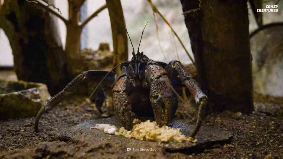 The line between myth and biology disappears here