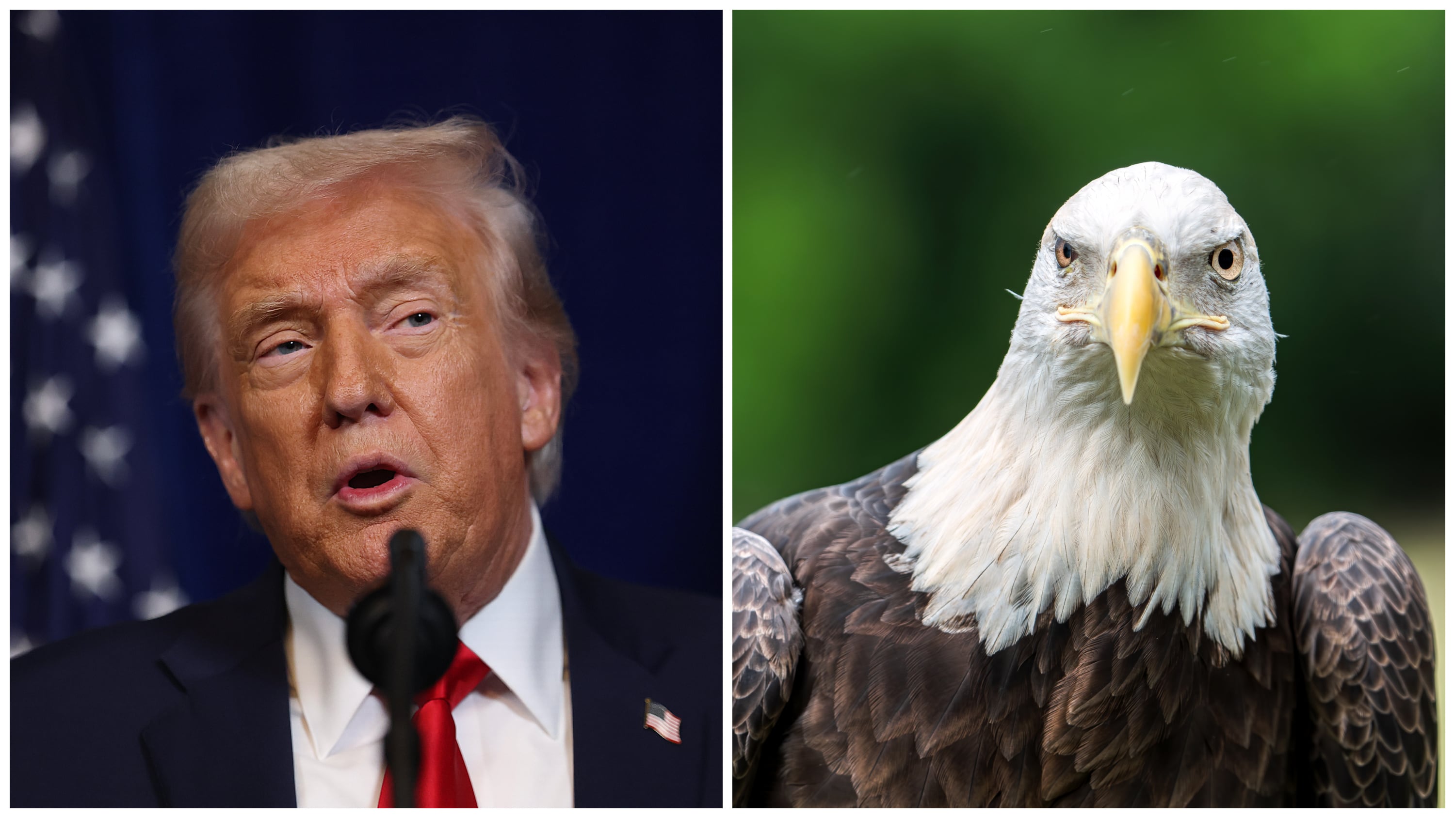 Trump trolled for bird-brained error in anti-windmill post