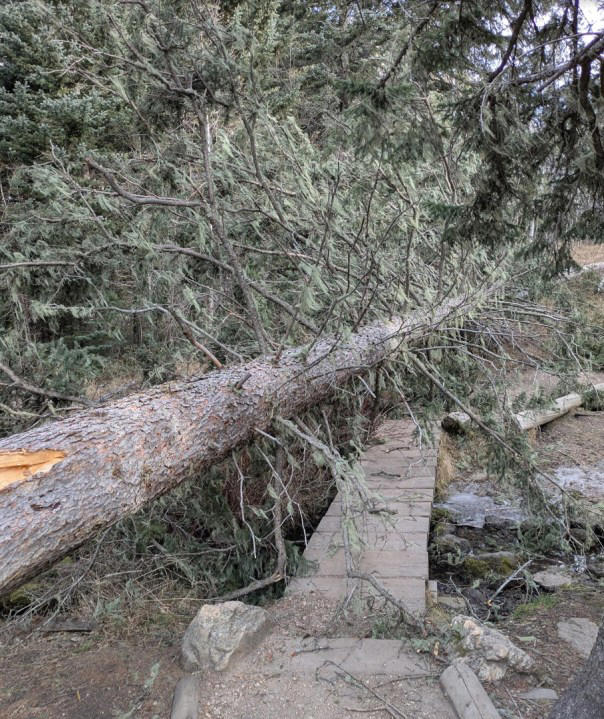 Black Hills trails have fallen trees blocking paths