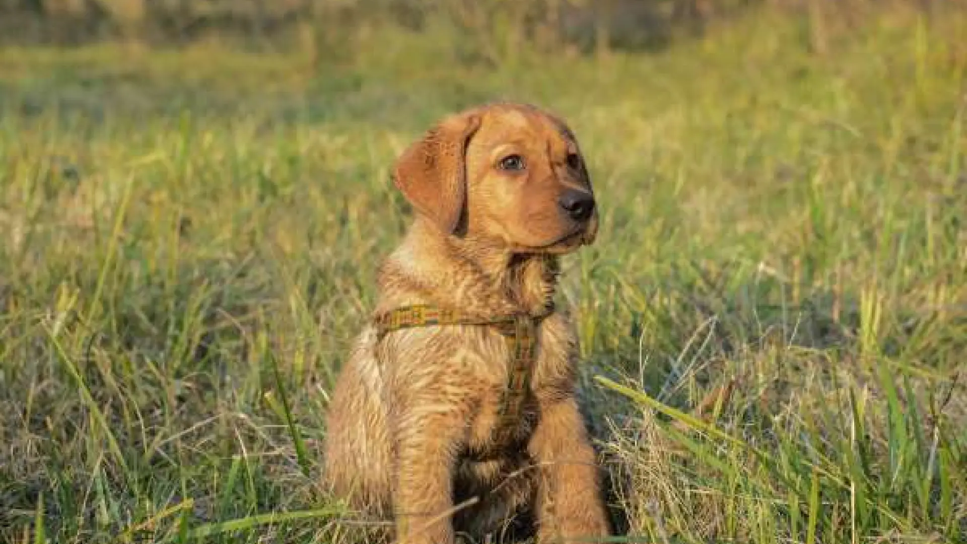 ¿Son capaces los perros de imitar a sus congéneres?