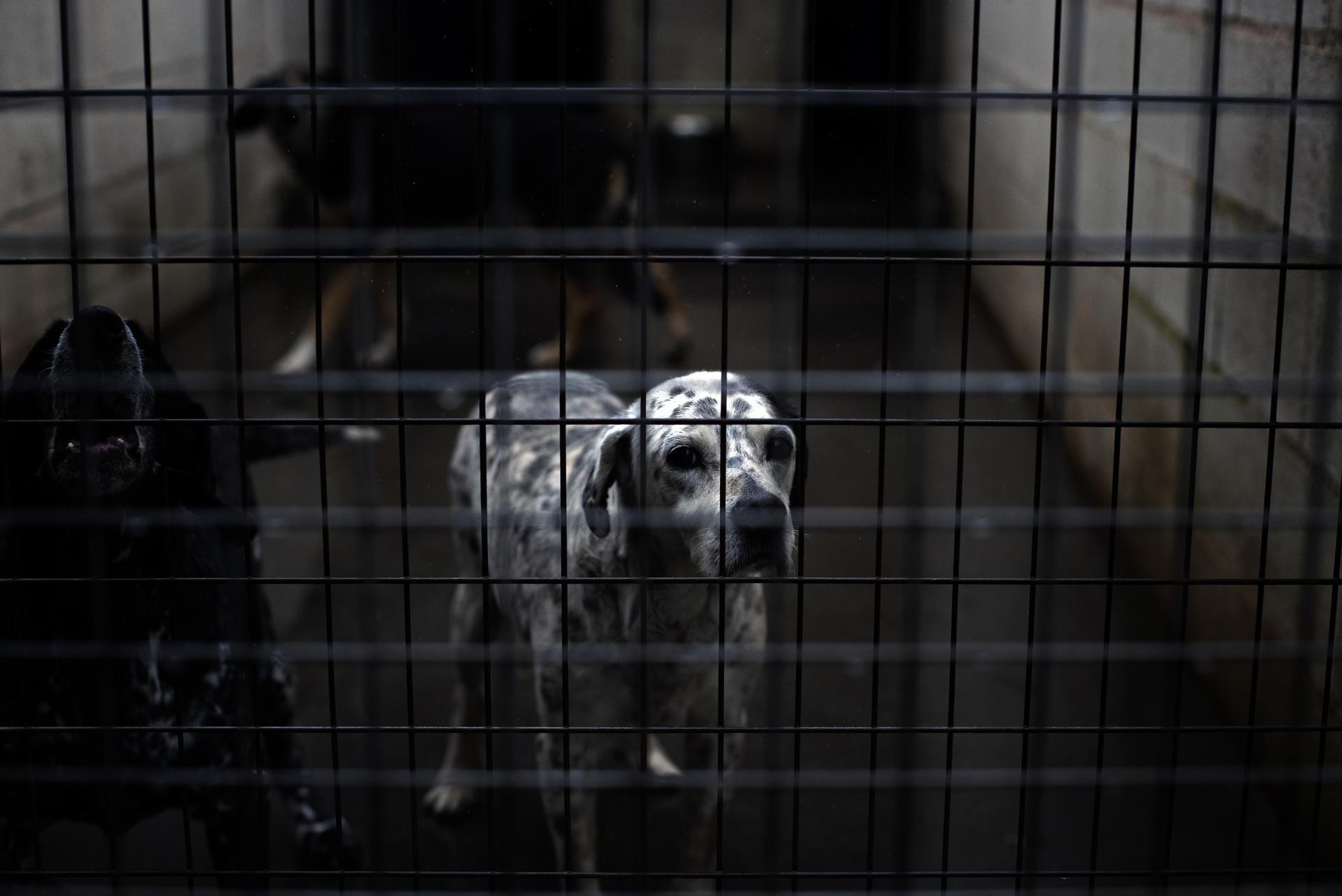 Ayudas estatales para reforzar la protección animal