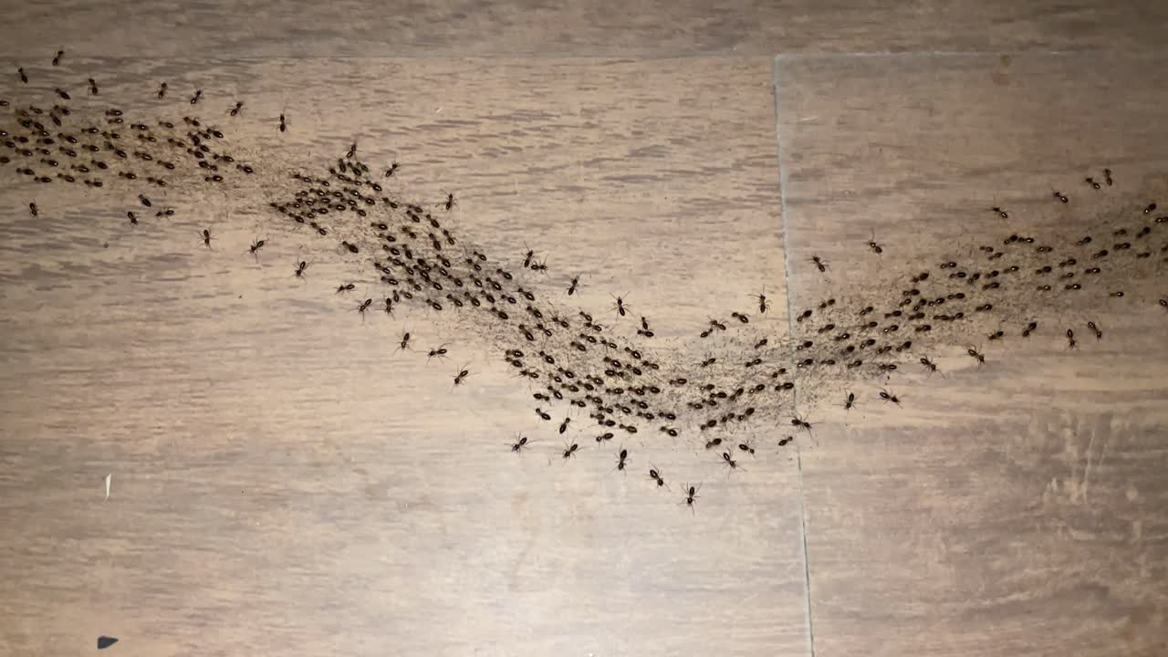 Busy ants form black line in traveller's room