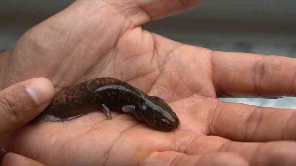 The day an axolotl was found alive inside a blob catfish