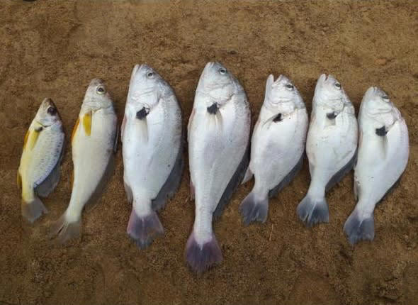 Fish deformities expose ‘collapse’ of Xingu River’s pulse after ...