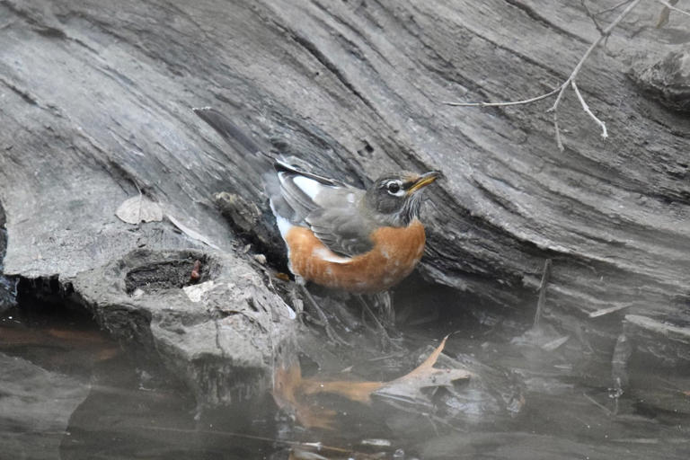 Orange-crowned warbler spotted in rare sighting during Christmas bird ...