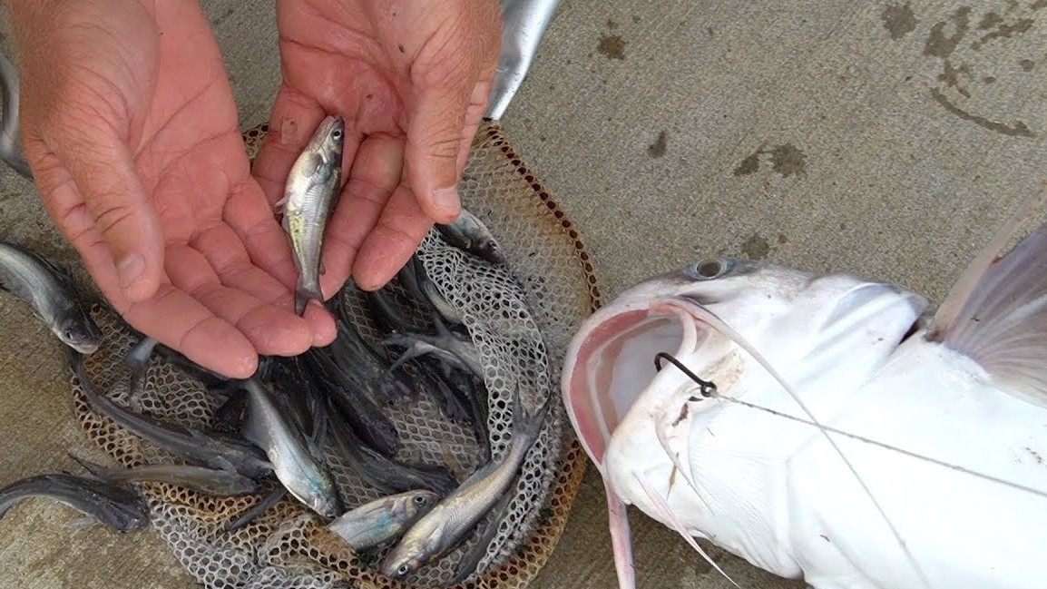 The baby catfish hiding inside a giant catfish
