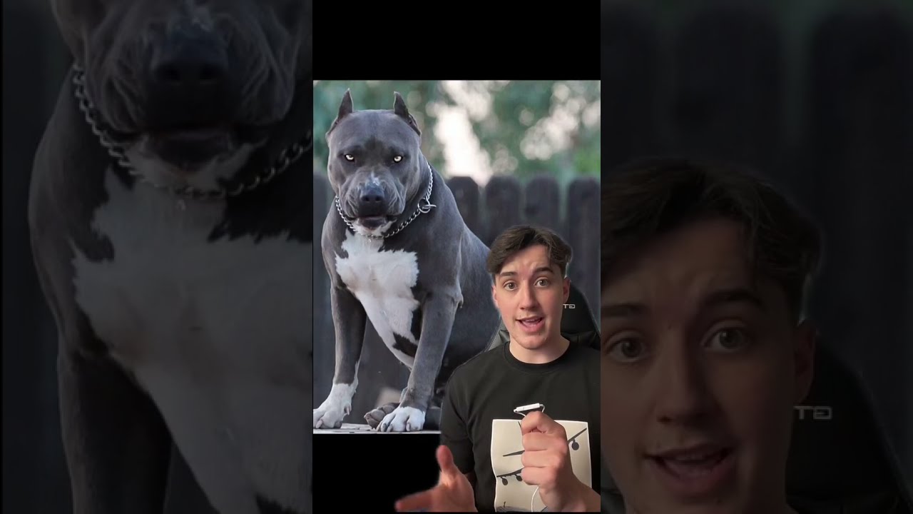 3 dog breeds historically considered dangerous or aggressive