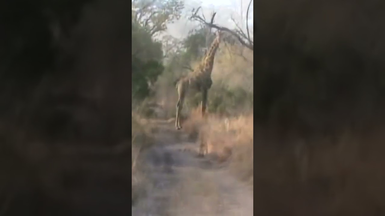 Giraffe ignores stalking leopard cub nearby in wild