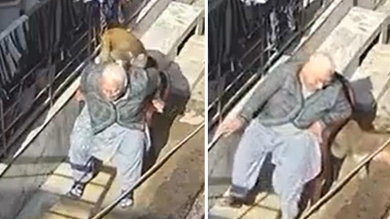 Monkey attack caught on camera: Dramatic video of elderly woman bitten ...