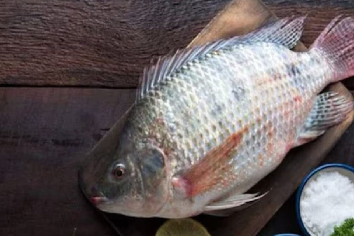 Chinese scientists create easy-to-eat boneless fish after years of research