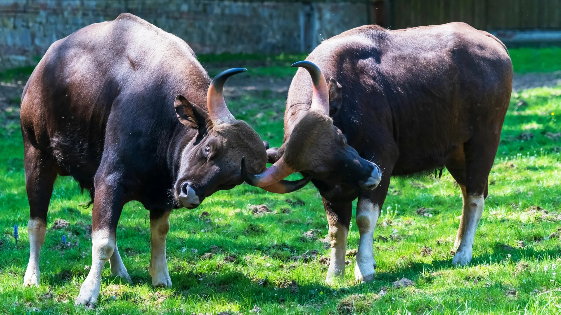 Inside Neo blockchain fallout: Co-founders trade barbs over money and power