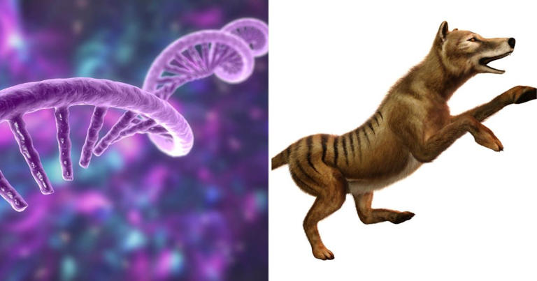 Scientists just recovered RNA from an extinct Tasmanian tiger. The last ...