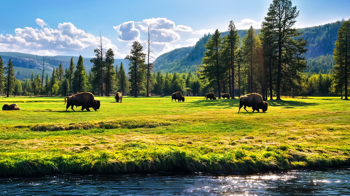 Białowieża Forest, Europe’s last primeval wilderness