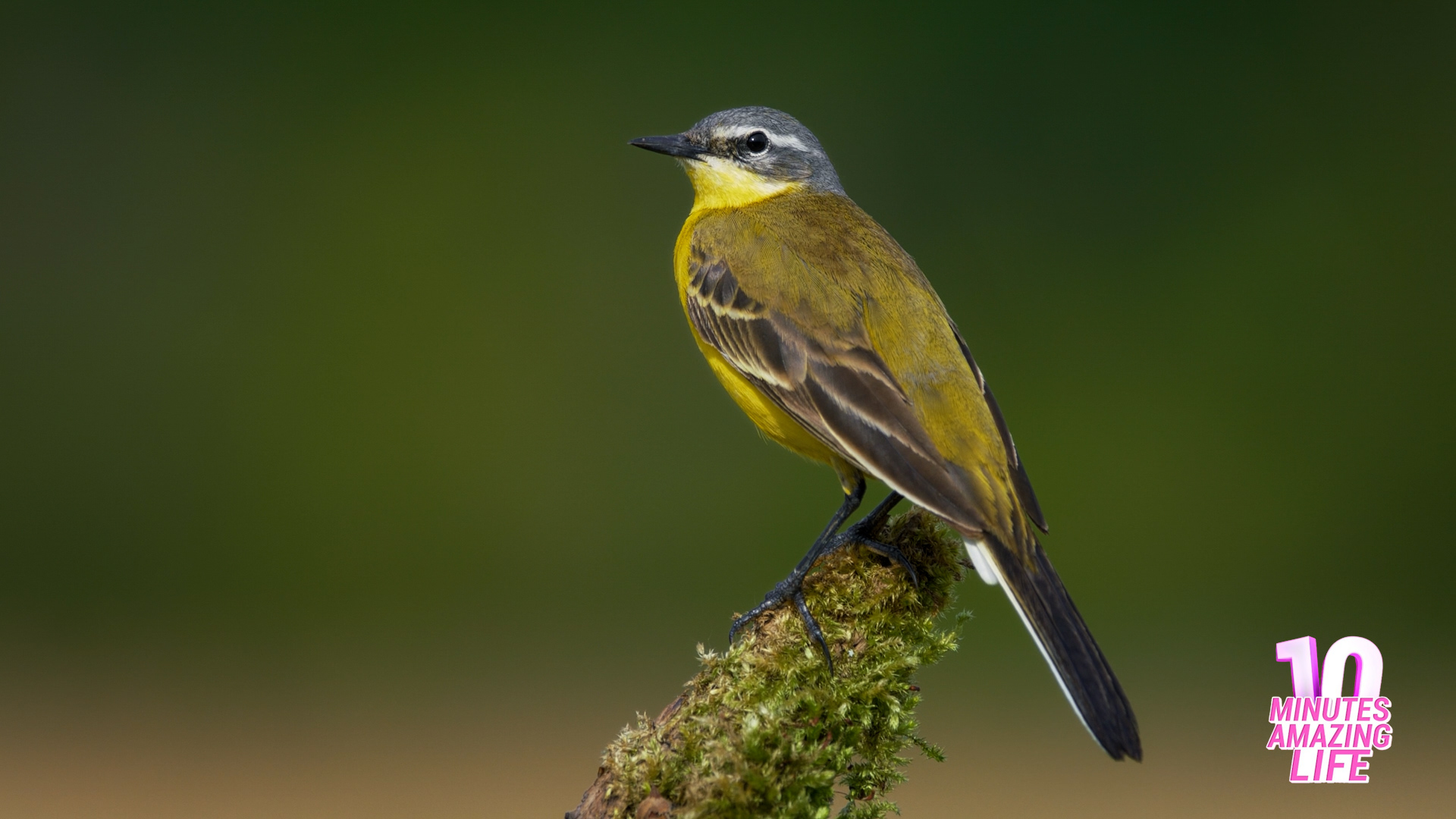 A yellow wagtail rested on a branch