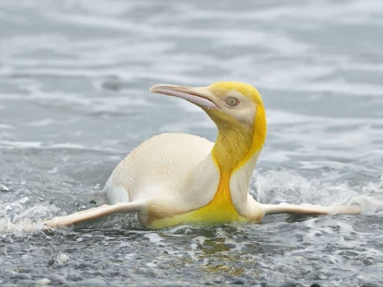 Only 1 in 30,000 penguins are golden. Here’s why