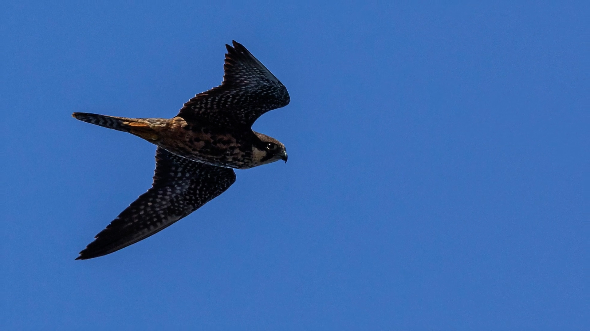 What’s it like to photograph falcons in the wild?