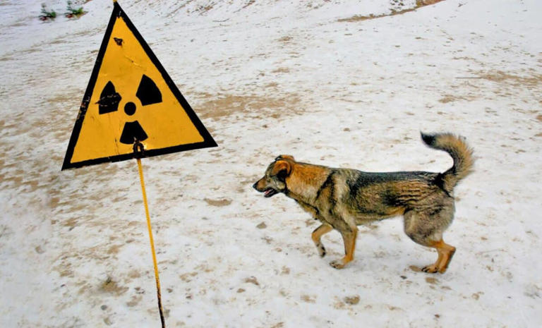 After 30 years in toxic radiation, Chernobyl’s dogs are transforming at ...