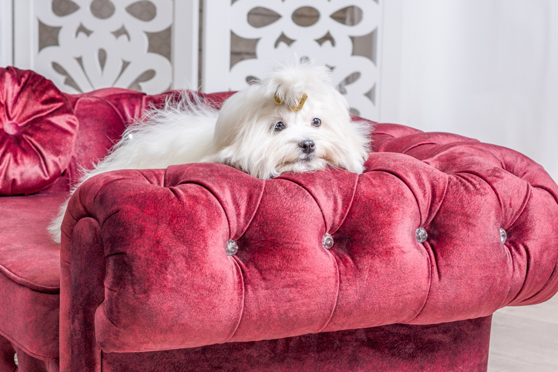 The growing trend of leaving millions to dogs and cats