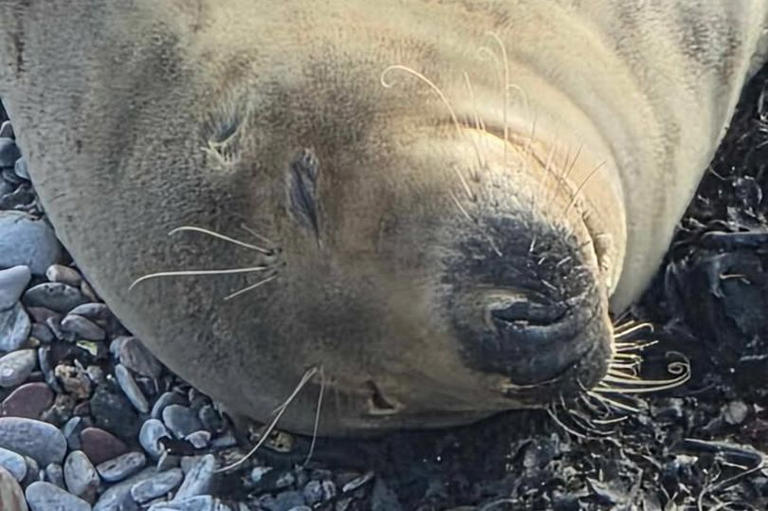Seal fans warned to keep distance at Firestone Bay