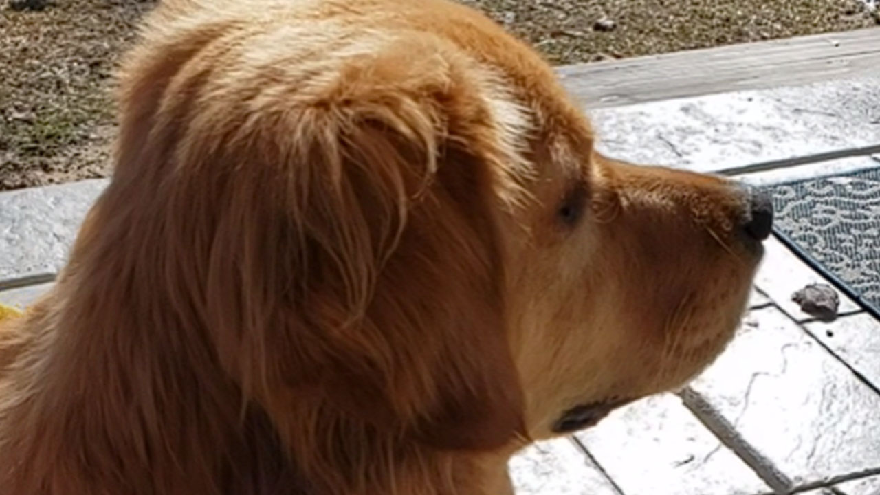 Dog fell into too much zeal while seeing her grandparents and friends ...