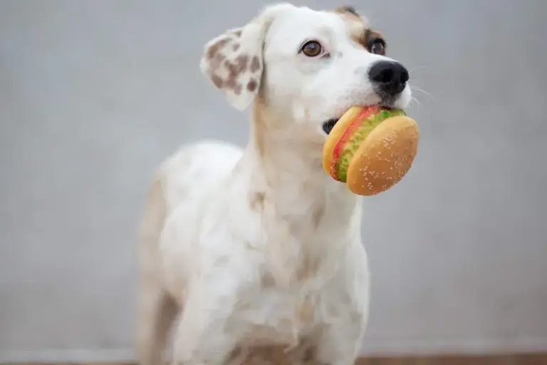 6 things you should never feed your dog (but most owners still do)