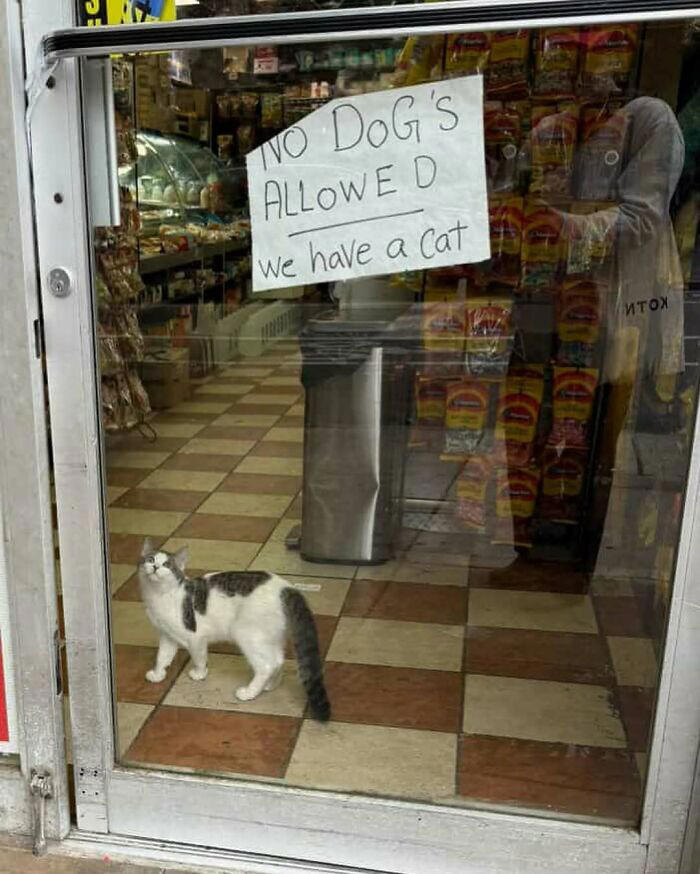 56 cute photos of bodega cats that feel like masters of the shops