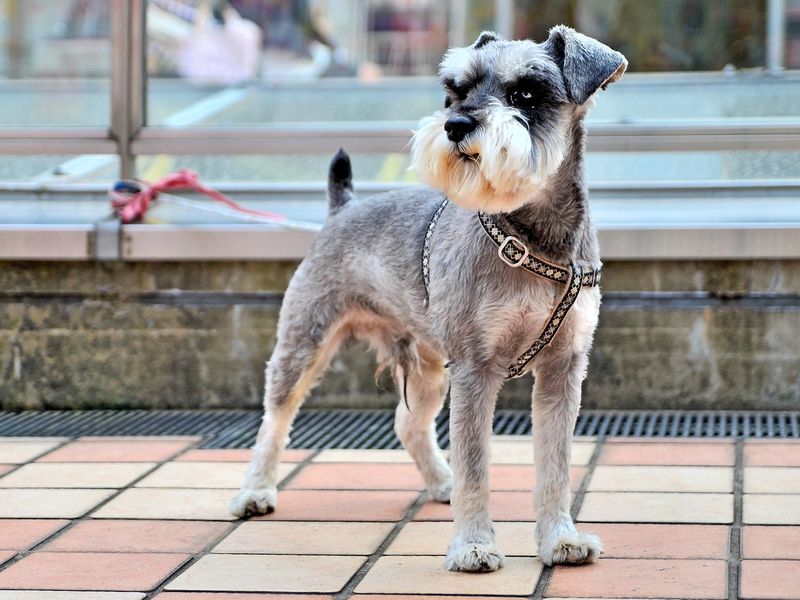 16 best small dog breeds that feel like big dogs in personality