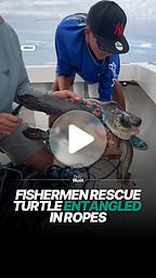 Fishermen rescue turtle entangled in ropes