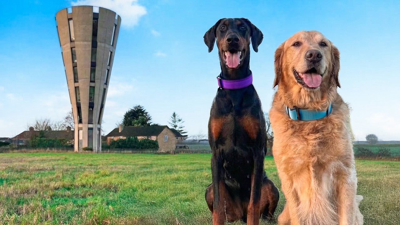 My dogs rent a giant luxury holiday home