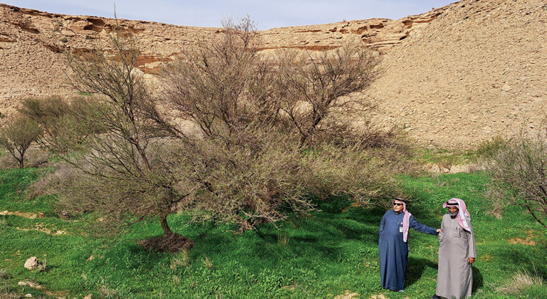 Will Saudi Arabia succeed in turning its vast desert landscape green by ...